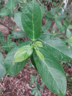 Ficus scobina_百度百科