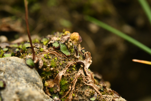 反向疣冠苔_百度百科