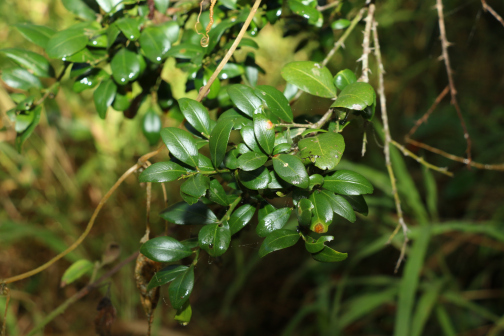 Citrus australis_百度百科