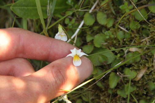 Viola filicaulis_百度百科