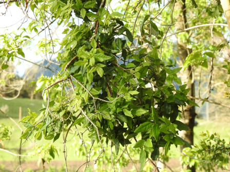 Boquila trifoliolata_百度百科