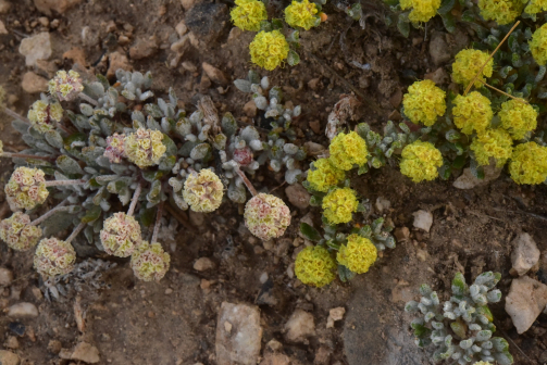 Eriogonum shockleyi_百度百科