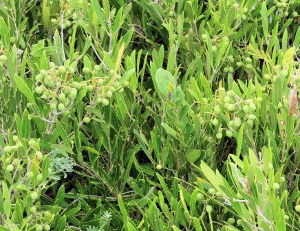Olea exasperata_百度百科