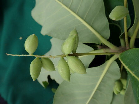 Terminalia samoensis_百度百科