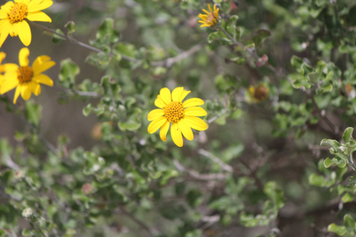 Calanticaria bicolor_百度百科