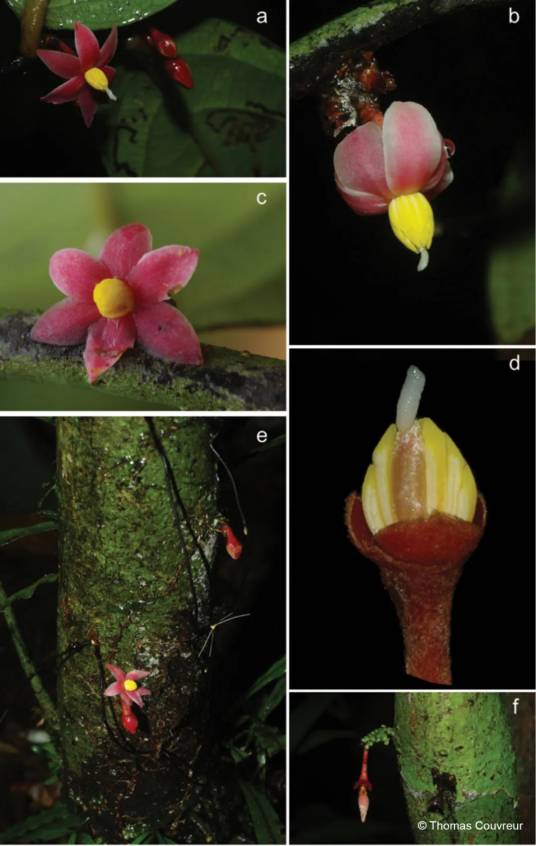 Sirdavidia solannona_百度百科