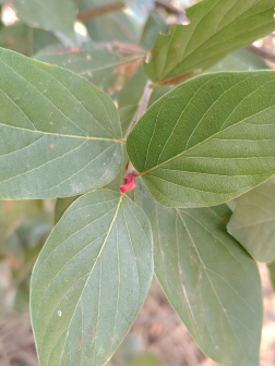 Mitragyna inermis_百度百科