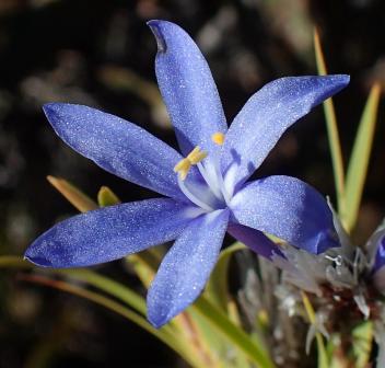 Nivenia inaequalis_百度百科