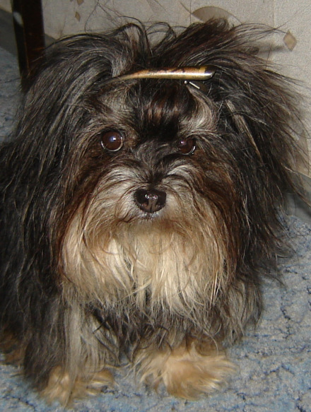 哈瓦那犬_百度百科