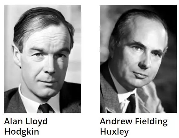 发现动作电位的发生机制——Alan Hodgkin & Andrew Huxley_百科TA说