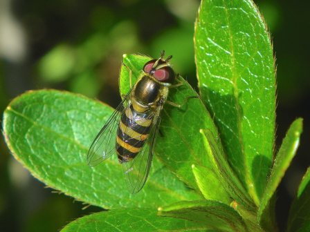 宽带优蚜蝇_百度百科