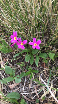 Primula angustifolia_百度百科