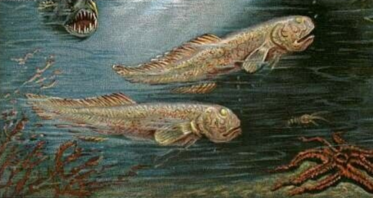 透明渊鼬鳚_百度百科