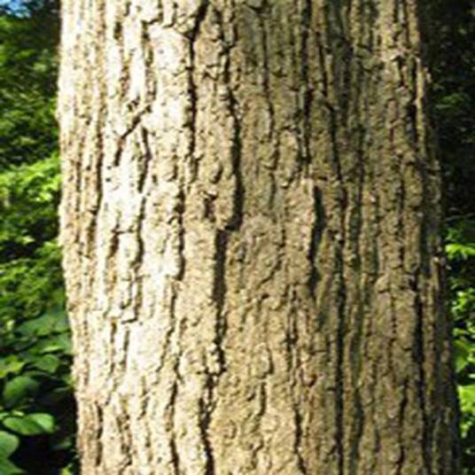 Quercus aliena_百度百科