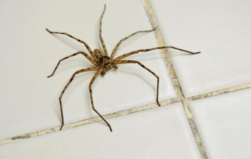 白额高脚蛛_百度百科