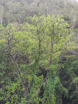 Fagraea berteroana_百度百科