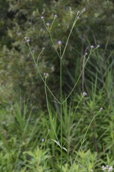 Verbena litoralis_百度百科