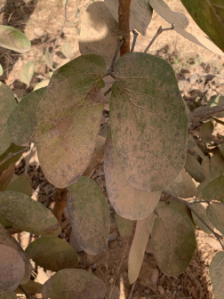 Hymenaea stigonocarpa_百度百科