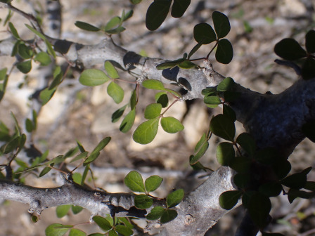 Commiphora sinuata_百度百科