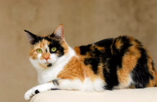 迷人又可爱的三花猫你知道多少呢？_百科TA说