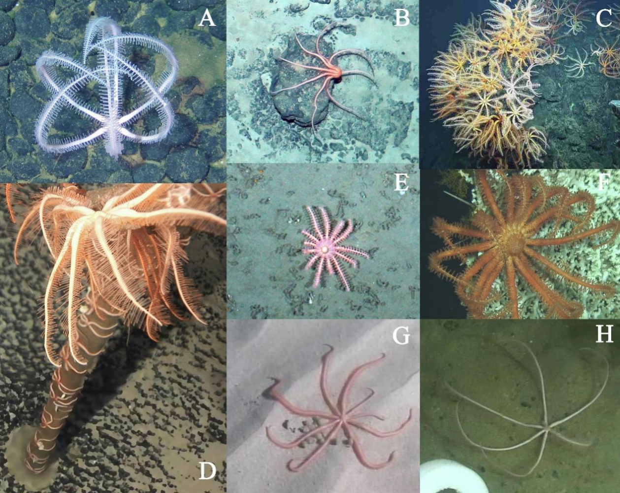 海星（棘皮动物门海星纲动物）_百度百科