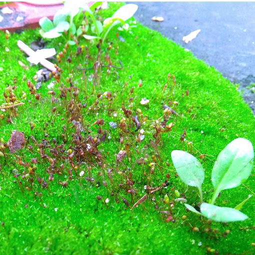 小扭叶藓_百度百科