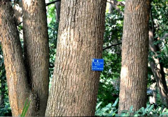 樟树ZC-59_百度百科