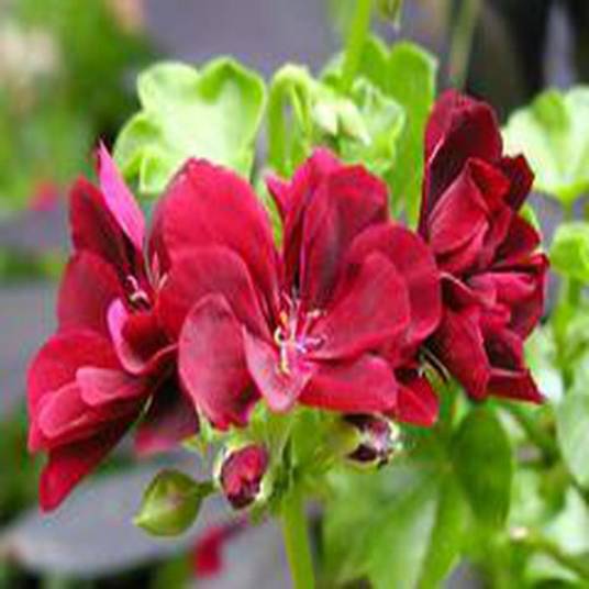 Pelargonium Peltatum 百度百科