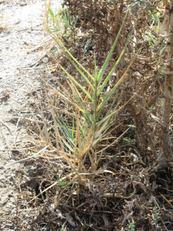 Distichlis spicata_百度百科