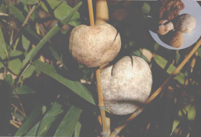 竹菌_百度百科