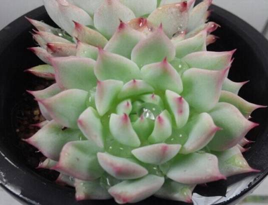 Tippy 蒂比_百度百科