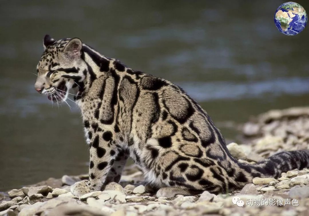 云豹为什么叫云豹？据说它们身上有剑齿虎的特点_百科TA说