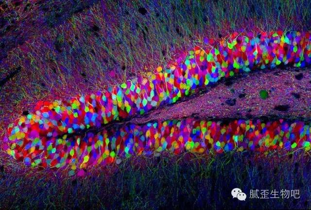 绿色荧光蛋白（GFP）的故事_百科TA说