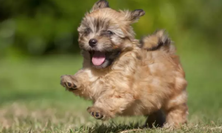 哈瓦那犬_百度百科