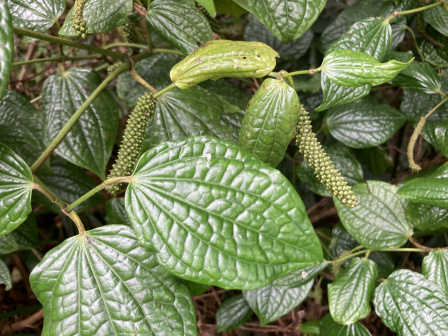 Piper capense_百度百科