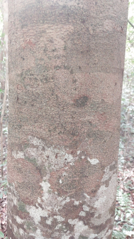 Strychnos decussata_百度百科