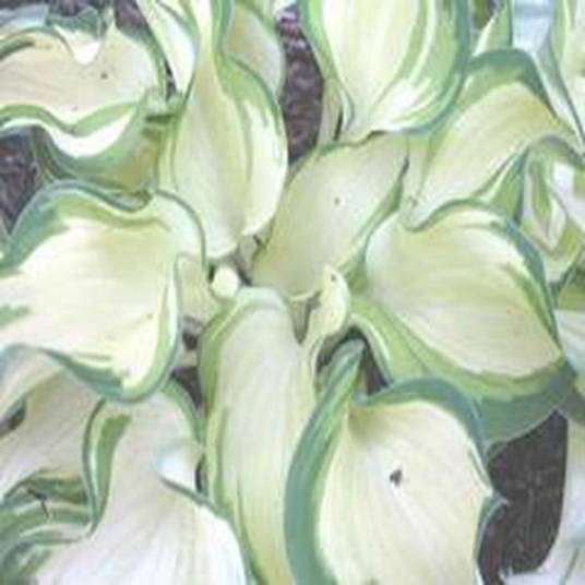 Hosta 'Ghost Spirit'_百度百科