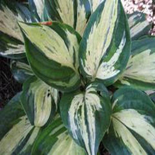 Hosta 'Revolution'_百度百科