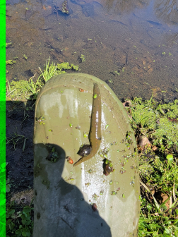 Macrobdella diplotertia_百度百科