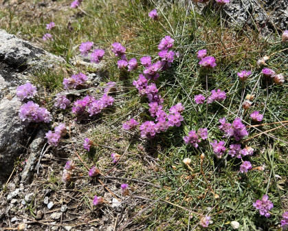 Armeria multiceps_百度百科