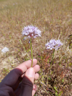 Allium howellii_百度百科