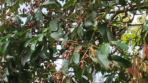 Bhesa indica_百度百科