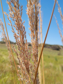 Miscanthus junceus_百度百科