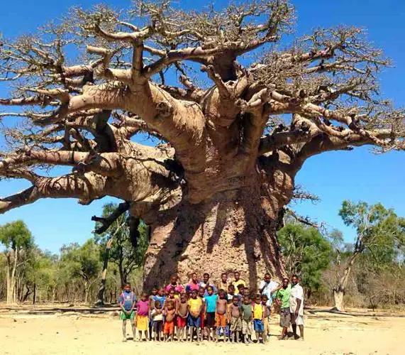 非洲大草原上的猴面包树为什么被称为“生命之树”？_百科TA说