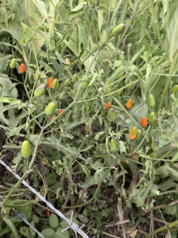 Capsicum chacoense_百度百科