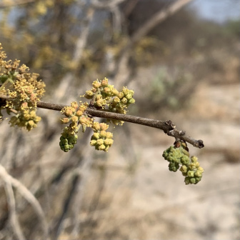 Commiphora angolensis_百度百科