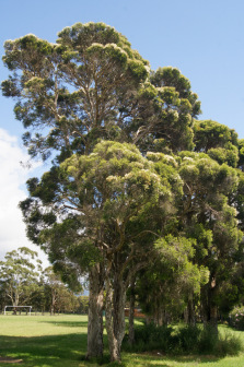 Melaleuca decora_百度百科