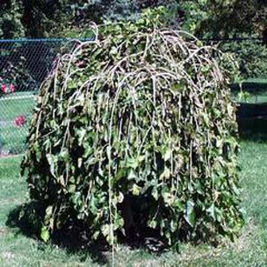 Morus alba 'Pendula'_百度百科