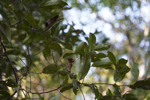 Diospyros decandra_百度百科