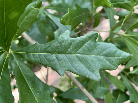 Quercus austrina_百度百科